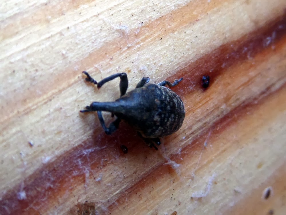 French wildlife and beekeeping: What's hiding under the hive roof