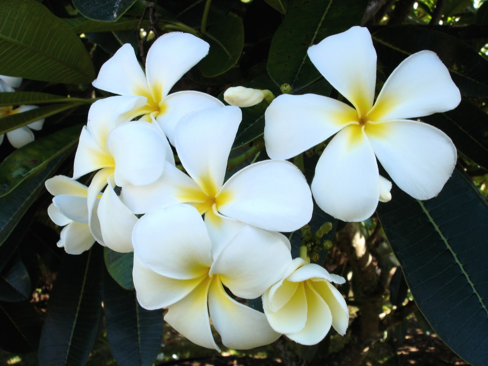 Growing the Lei Flower - Plumeria!