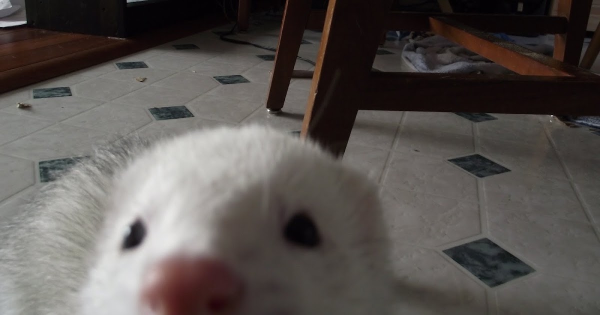 Ferrets in the North: Fuzzy Love - How to tell that your ferret loves you