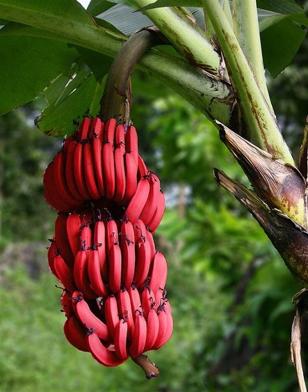 Pernah Tengok Pokok Pisang Berwarna Merah | Azora Blog