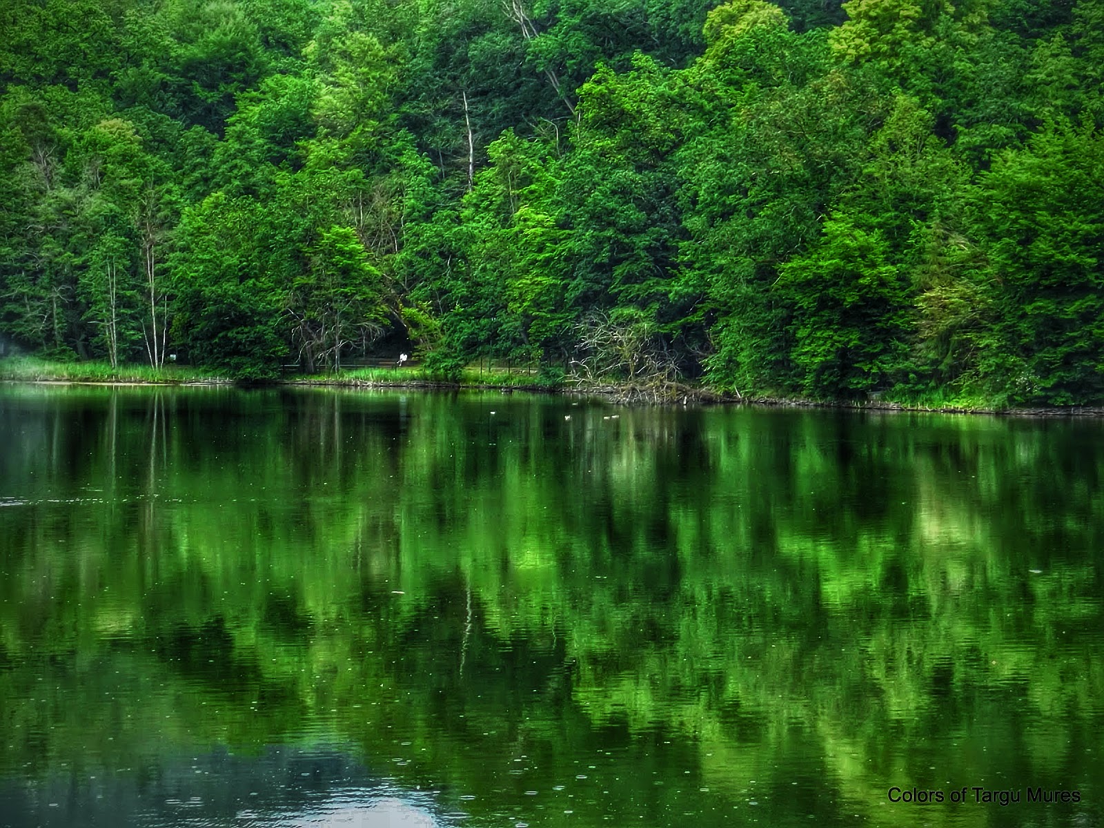 Forest Paradise ~ Colors of Targu Mures