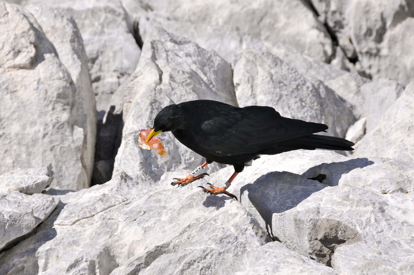 EL NIDO DEL XUAN: CHOVA PIQUIGUALDA Y PIQUIRROJA