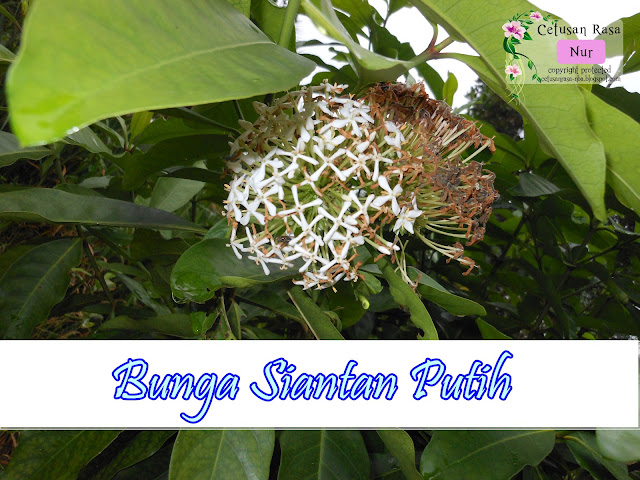 Cetusan Rasa: Bunga Siantan Putih