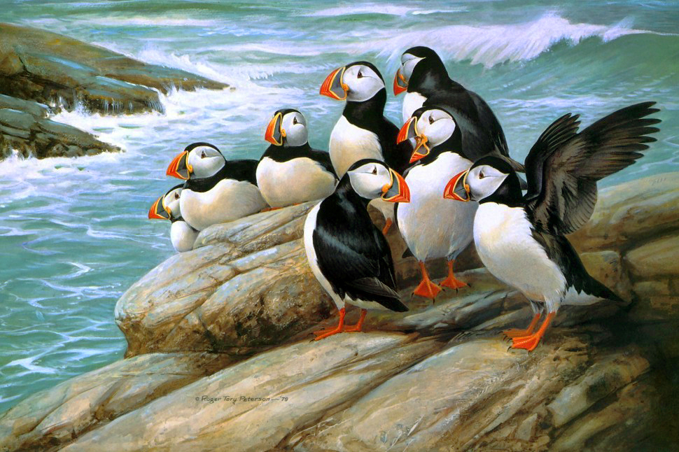 Let's keep it wild.: First modern field guide