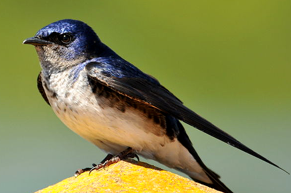 Bellas Aves de El Salvador: Progne chalybea (golondrina doméstica o ...