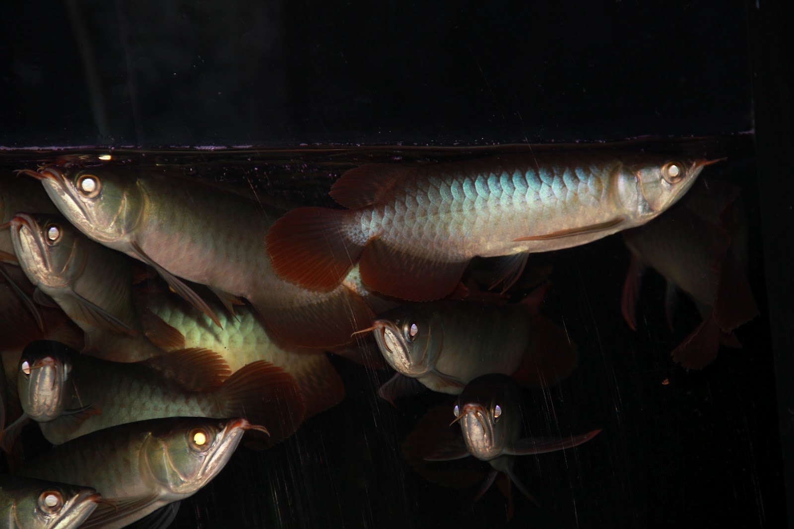 Temporary blog for Wan Hu, Arowana Division of Qian Hu Corp
