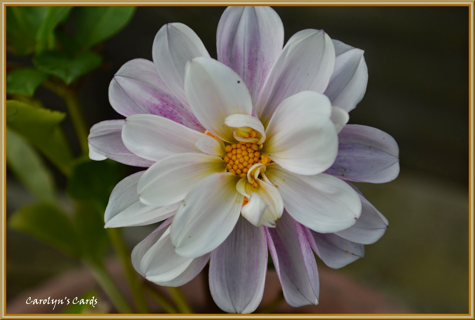 Pottery Posts Dahlia Meaning pottery-posts-dahlia-meaning