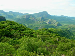 bosque de pino encino : INTRODUCCIÓN