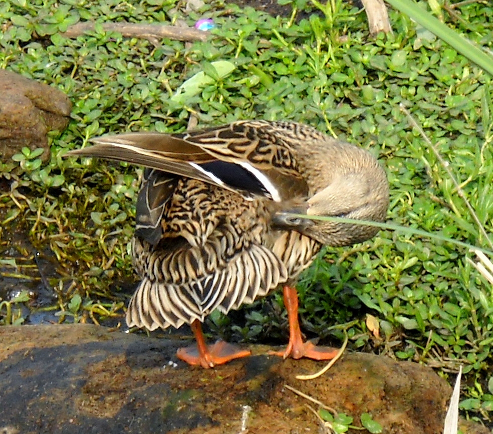 White Rock Lake, Dallas, Texas: Preening Mallard Duck at Sunset Bay ...
