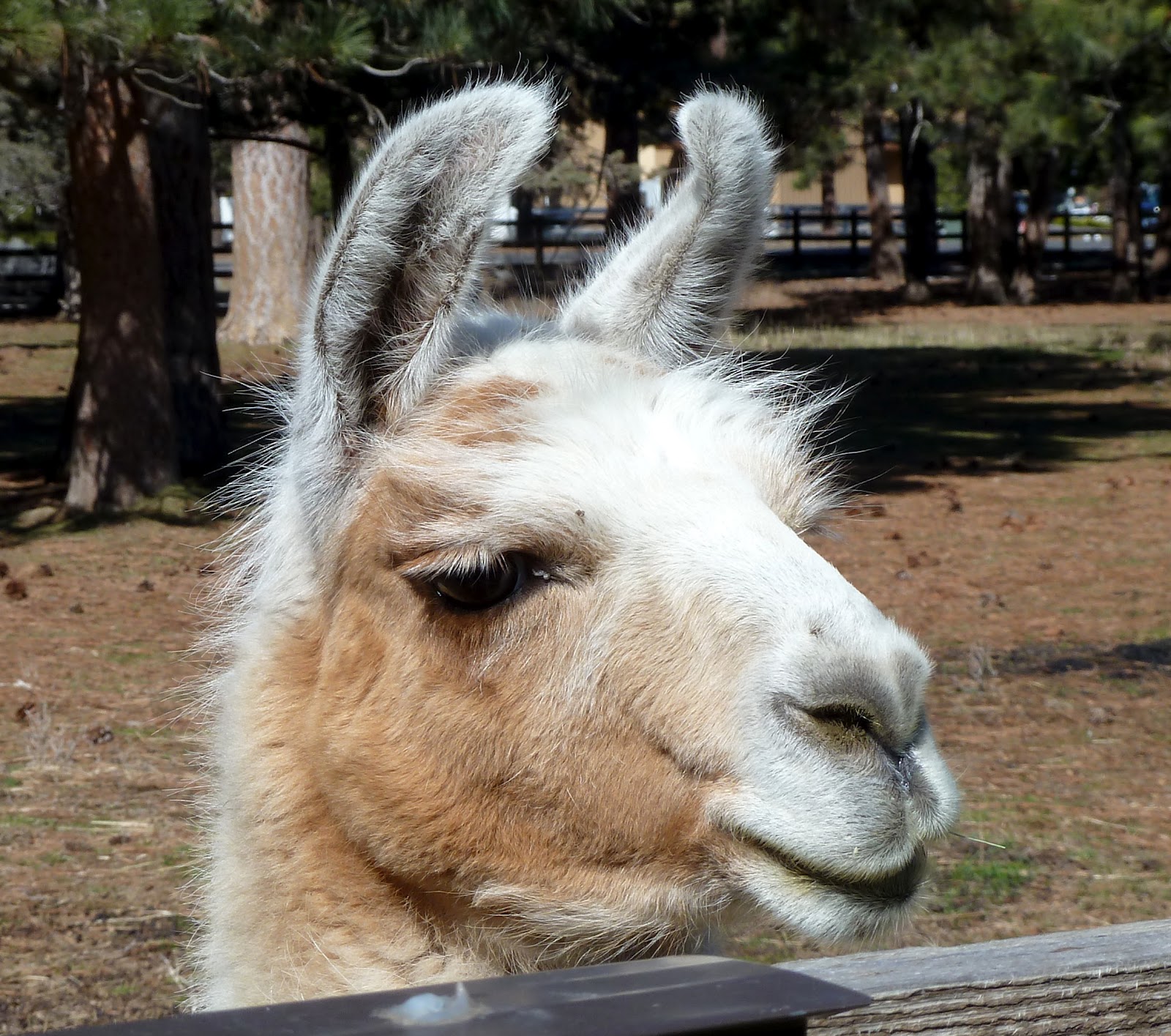 Deb's Days: Day 409: The Llamas