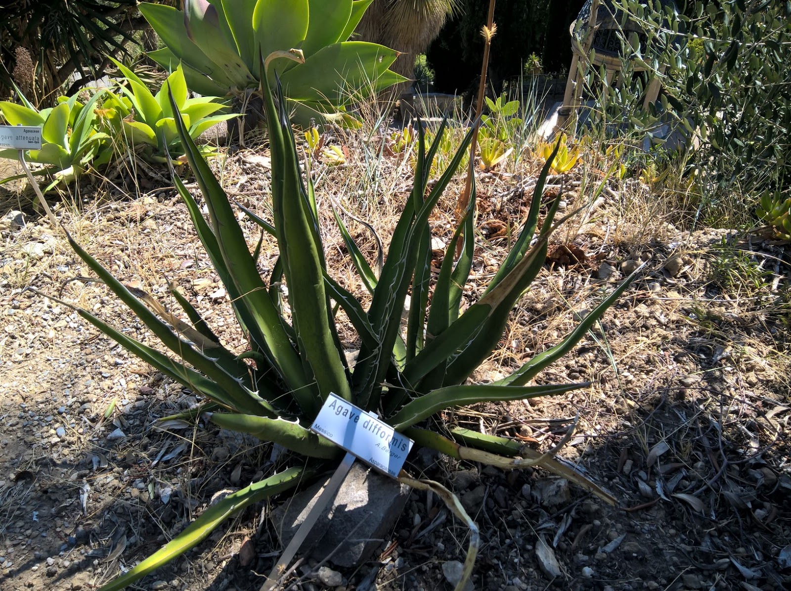 Agave : Come Riconoscere le Diverse Specie - Con Foto e Descrizione ...