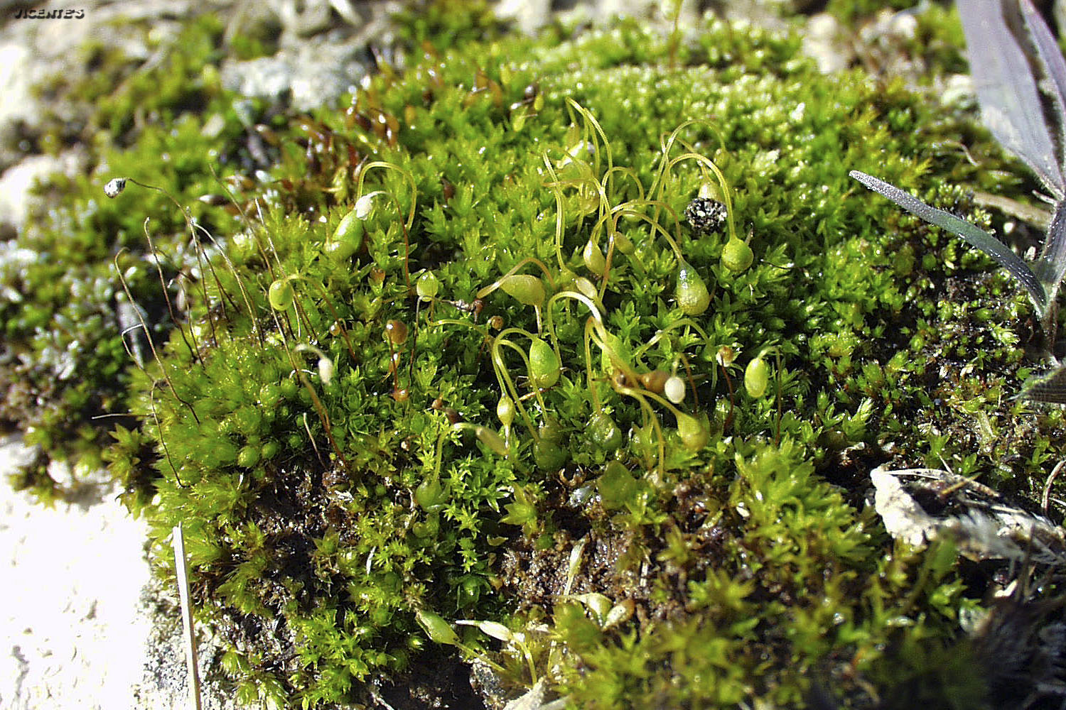 Las flores silvestres de Hormaza: Funaria hygrometrica