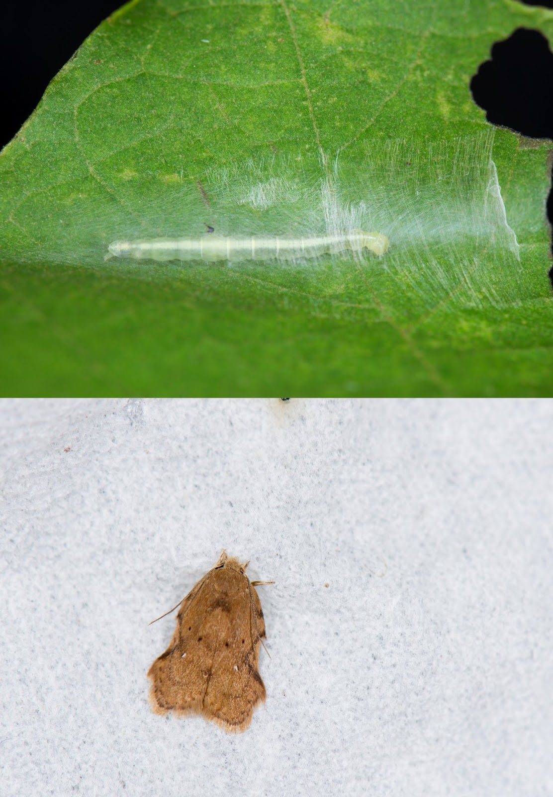 Caterpillars in Taiwan: Acria sp.