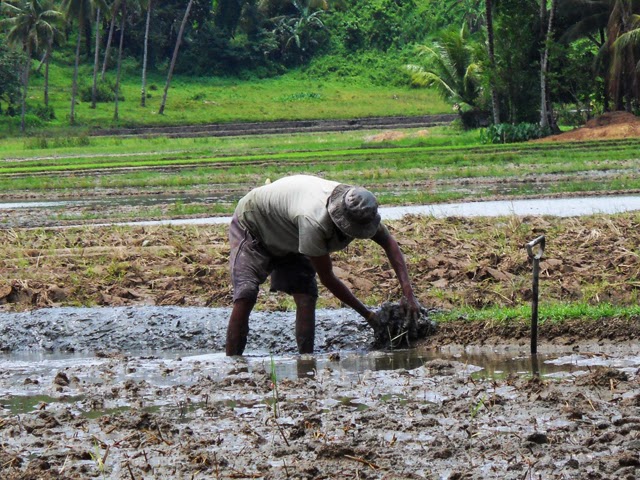 Nature and Farming: Rice Production: Chapter 7- Land preparation