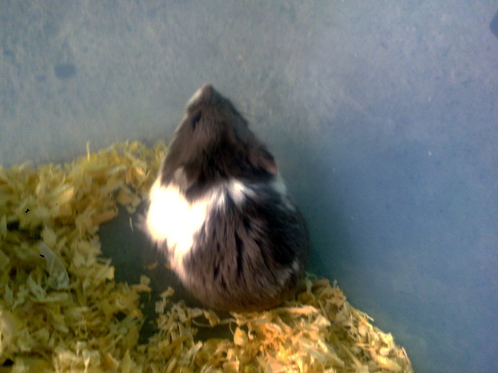 My Hammies World: Campbell's Russian Hamster Colors, Patterns And Coats