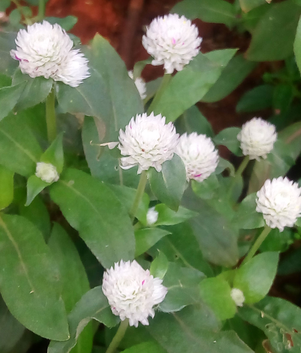 Kenop Flower White Color