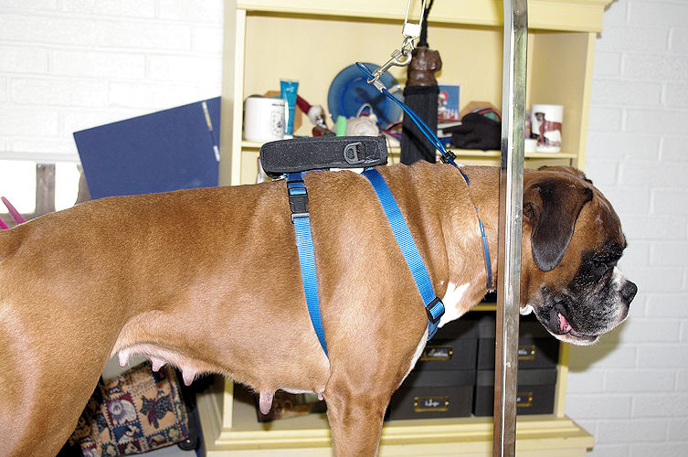 Boxers 101: Holter Monitor Hook-Up: The "Fort Knox" Method