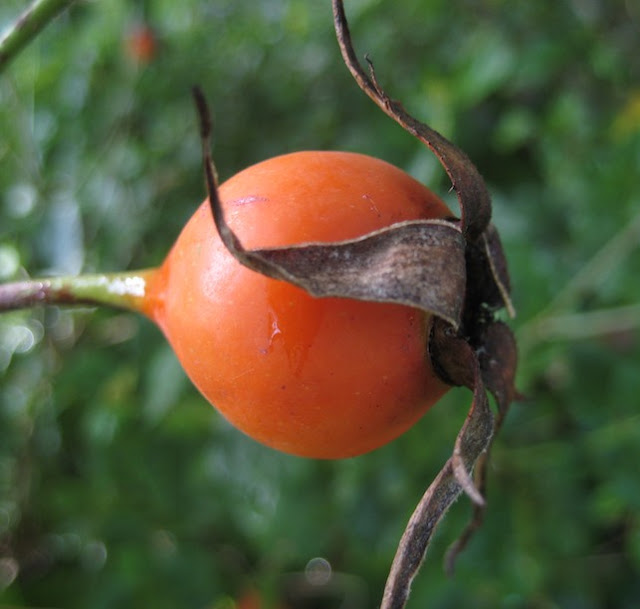 stuff from ellen's head: pod people