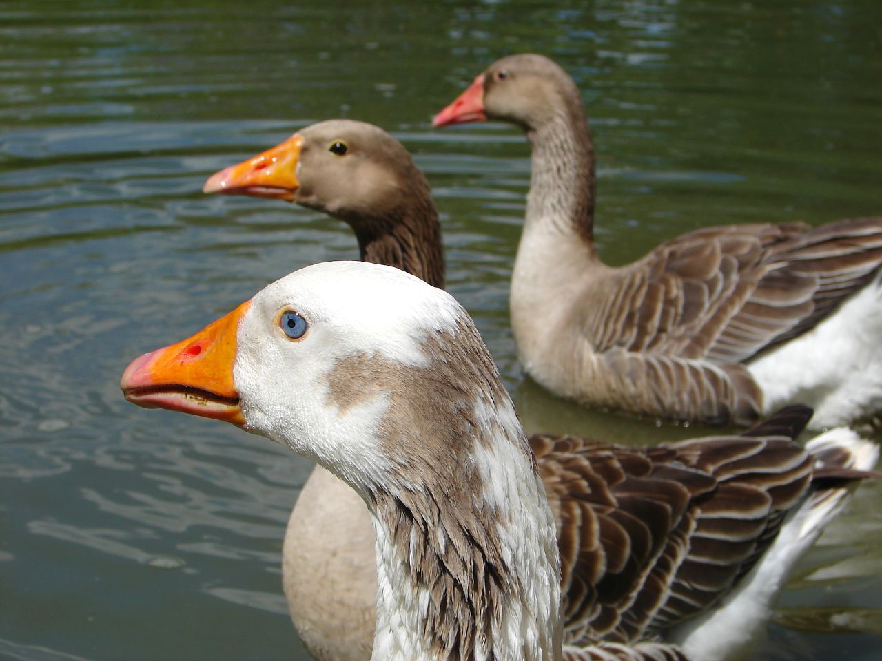 The Story of One Lifetime: The Story of 3 Geese