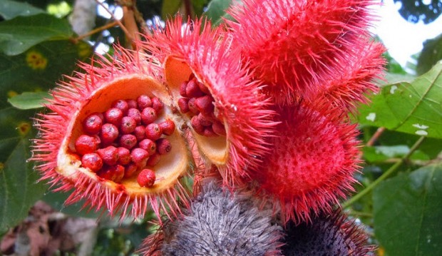 Hola, Sopetrán.: El achiote, un condimento de origen americano,