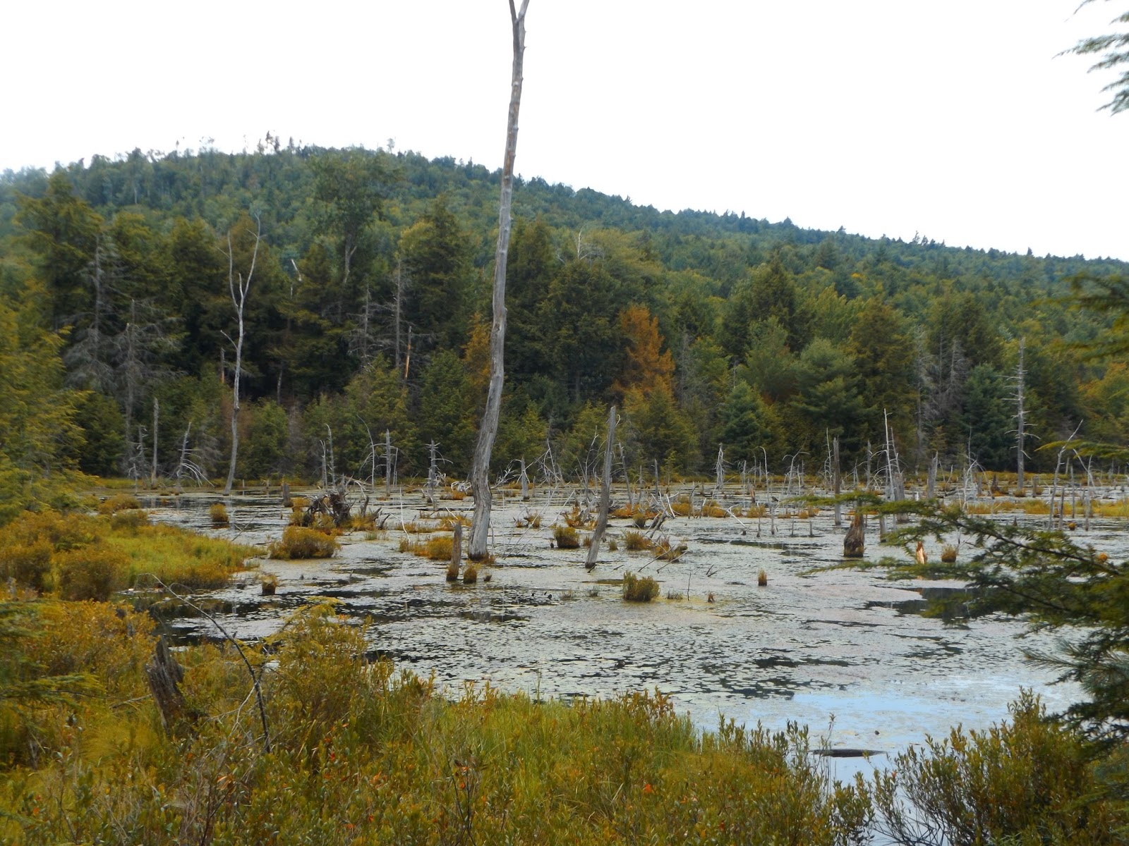 Walking Man 24 7: Berry Pond Preserve(Adirondacks-Lake George)