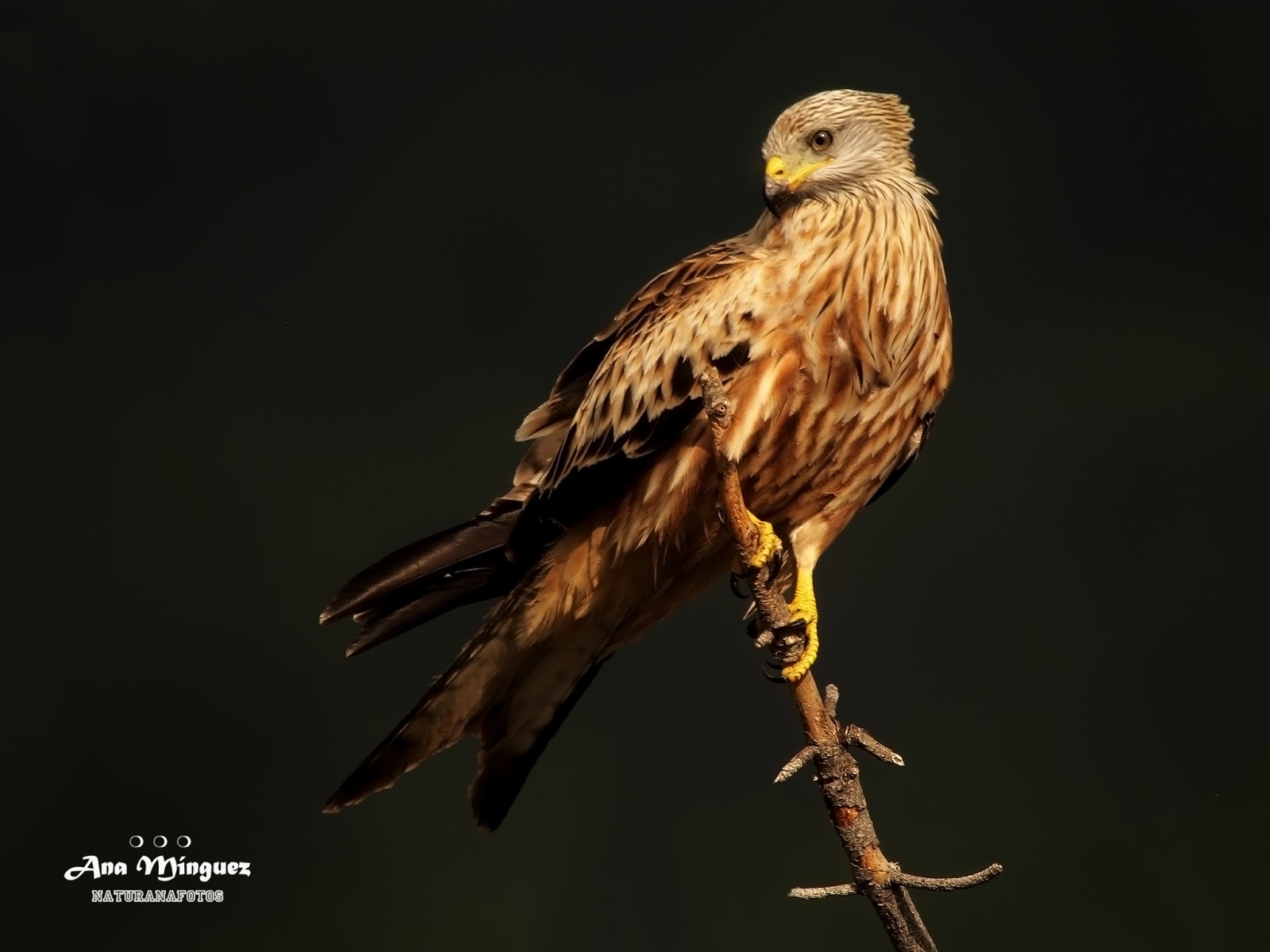 NATURANAFOTOS: Milano real/ Red Kite