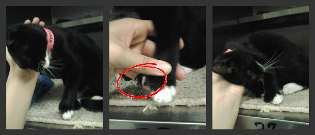 The Shelter Girl: Hemingway Kitty Cat