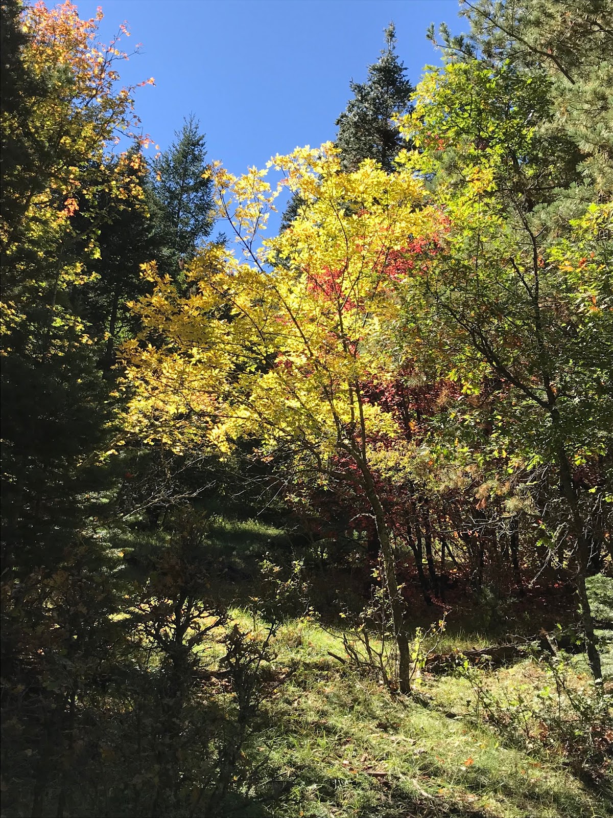 Southern New Mexico Explorer: Carissa Lookout, Long Canyon-Lincoln ...