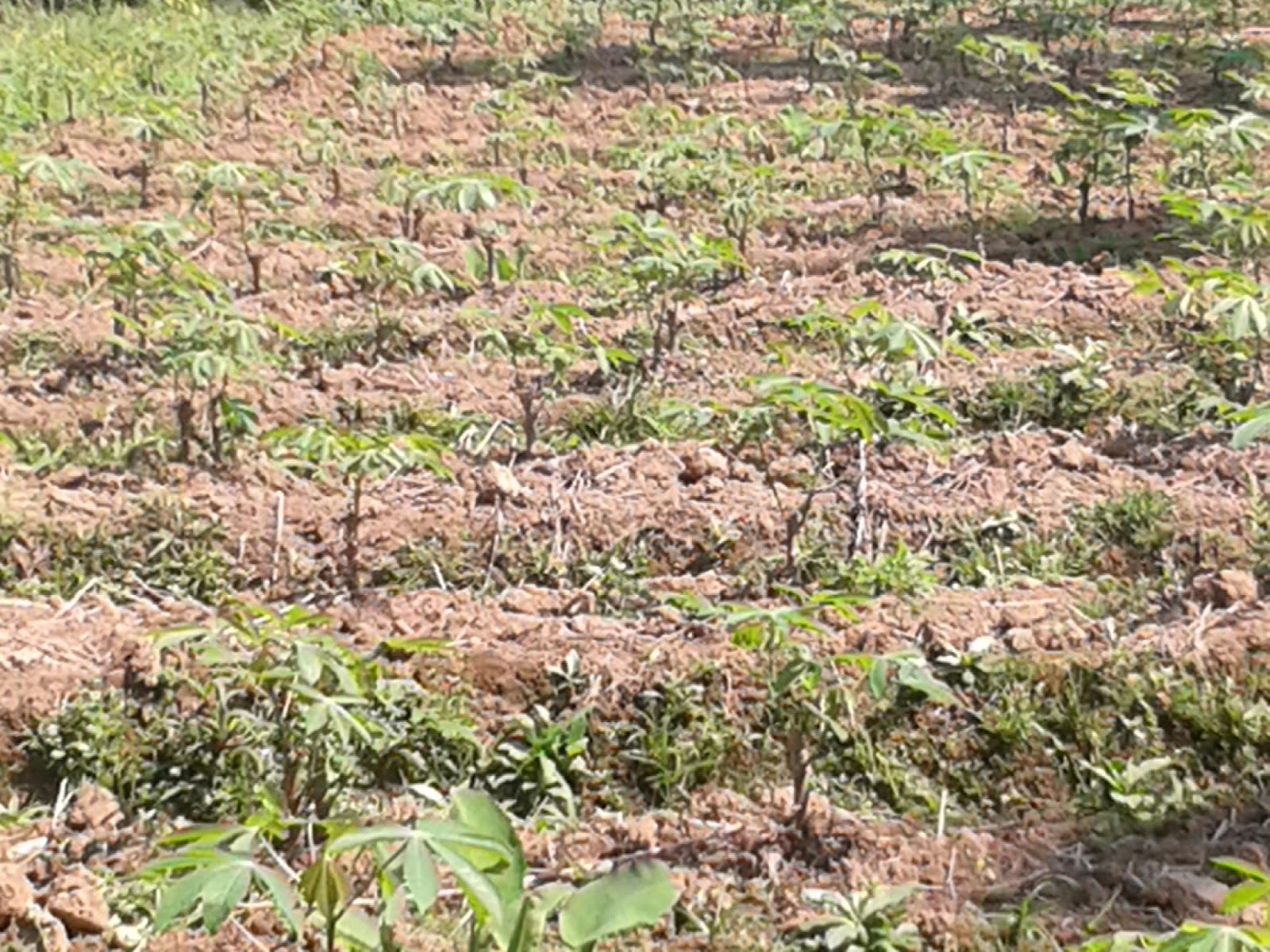 Farmers blog: January 2017