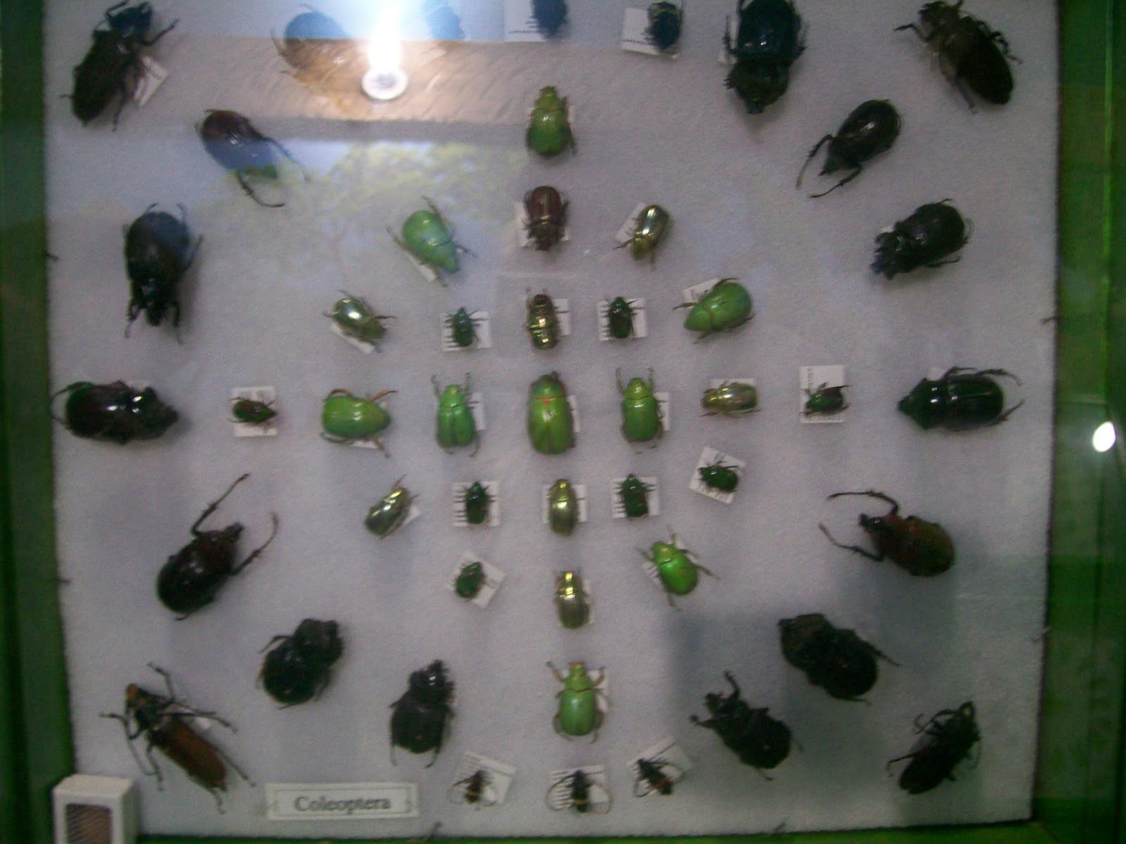 Rockhounding Around: Cruising the Caribbean - Day 4 Roatan, Honduras ...