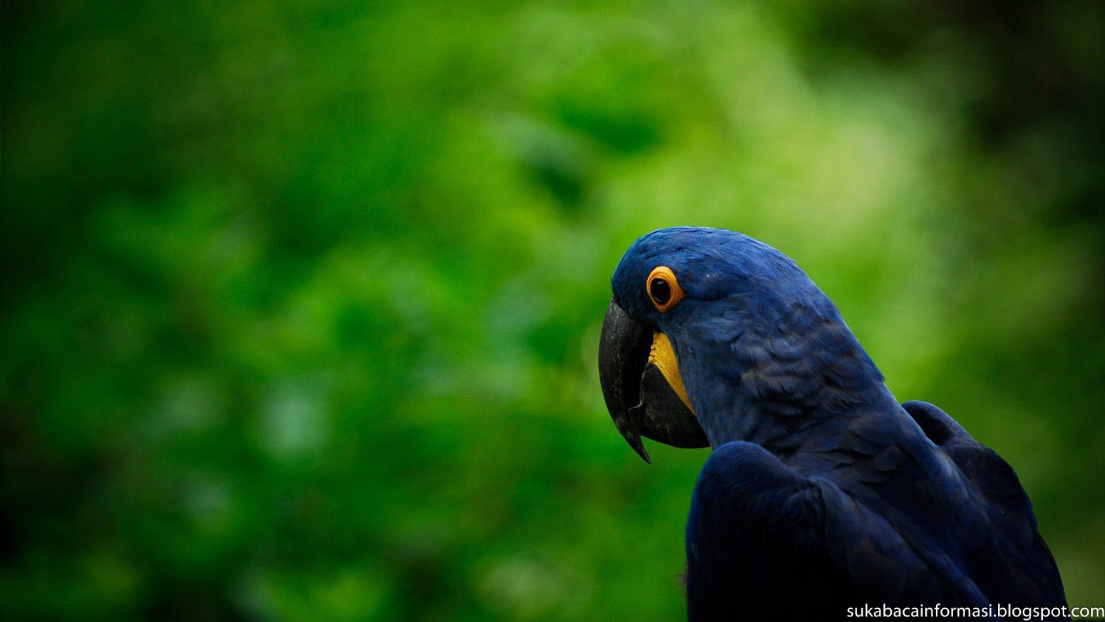 Kumpulan Foto Burung Beo Biru
