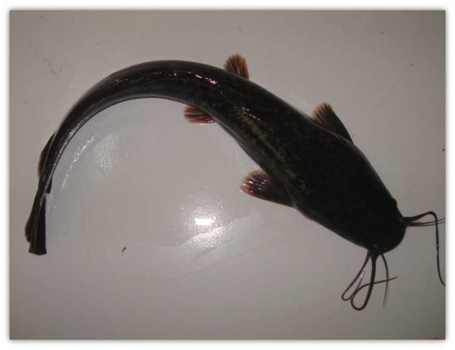 Pembenihan Lele Dumbo: 3. Ciri-ciri lele