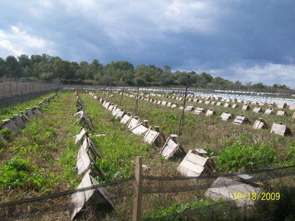 Ferme Kermilli Kavaje-Albania: Kultivimi i kermillit