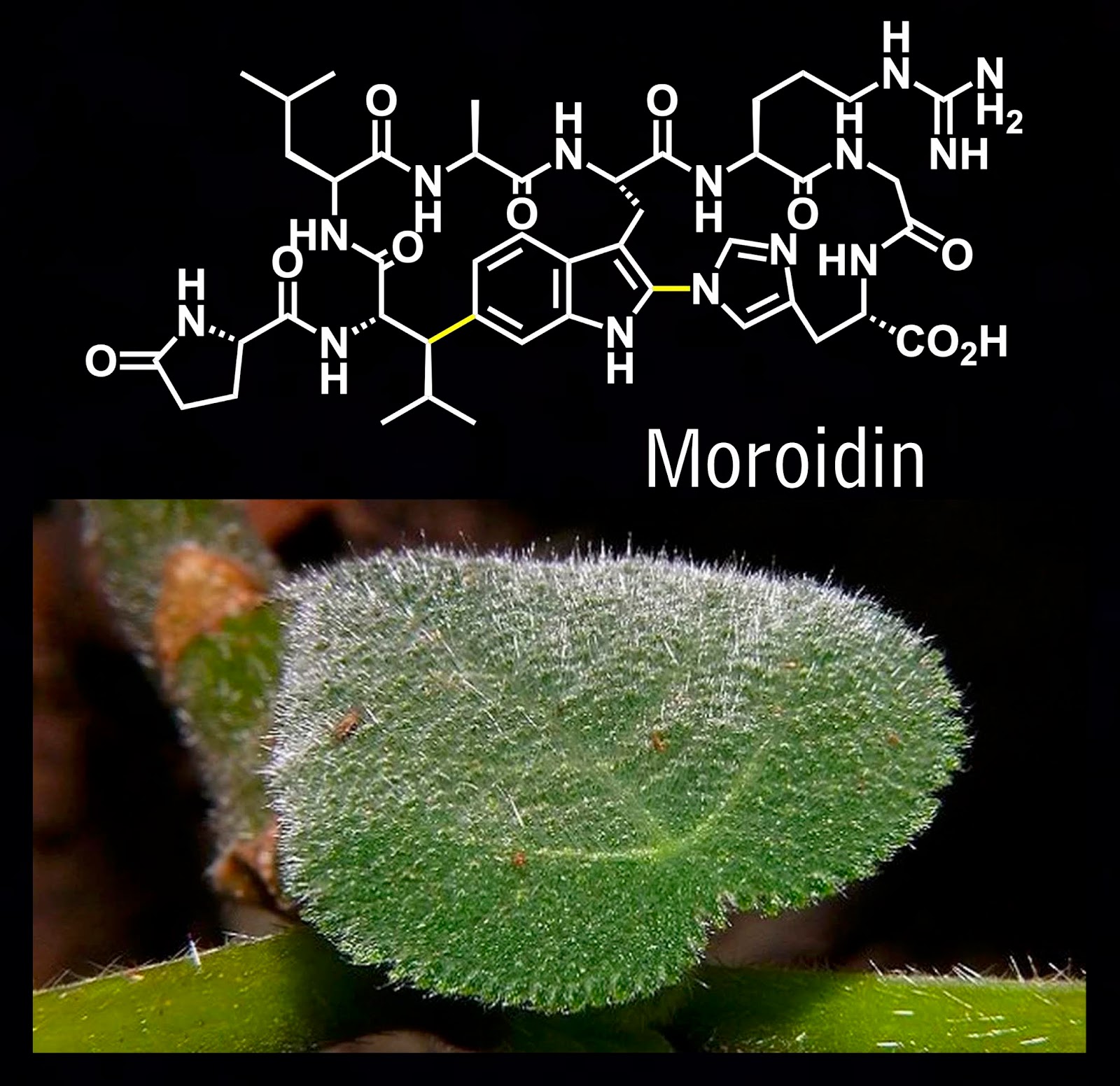 Plants Are Chemists: April Phytochemicals - complex and psychedelic ...