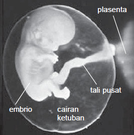 Pelajaran Kelas 9 SMP: Sistem Reproduksi Manusia