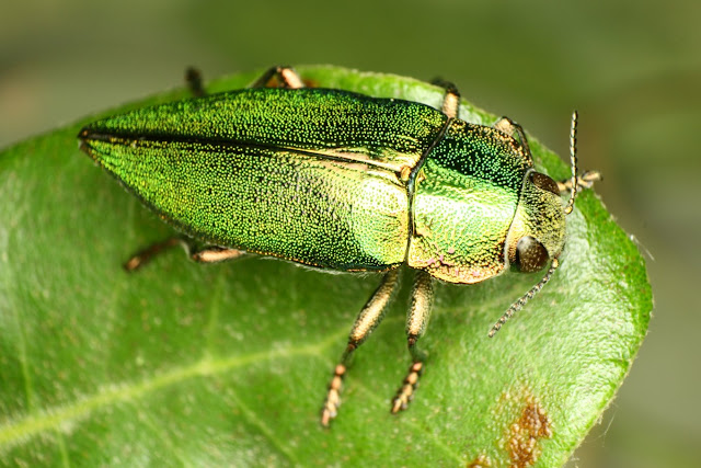 living jewels - european Buprestidae