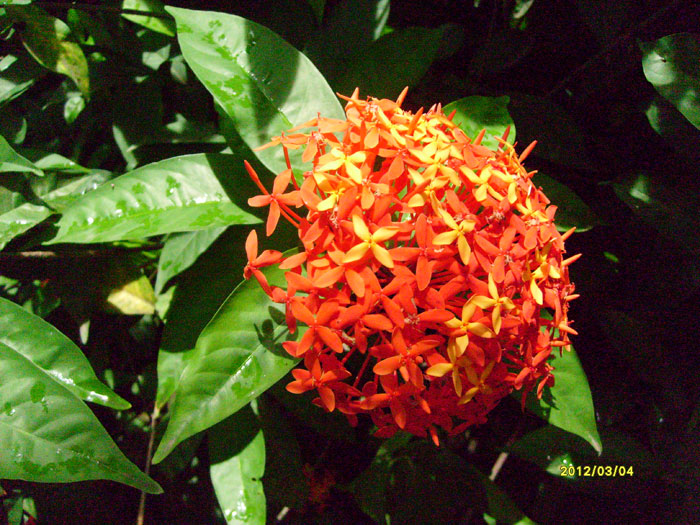 Siantan Flower