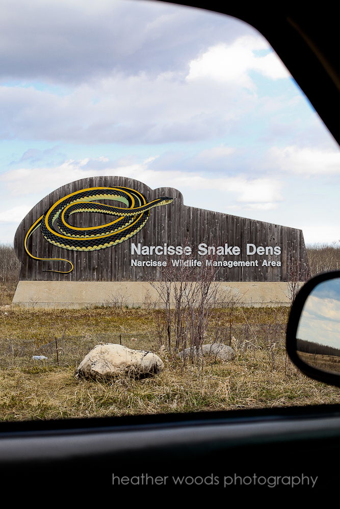 Family Things to Do in Winnipeg & in Manitoba: Snake Dens; CHECK!