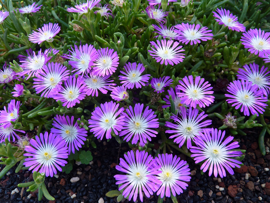 DELOSPERMA SPECIES ~ Cactus and suculents
