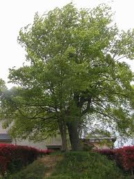 WKD (01) ... World Kigo Database . . . (WKD): Enoki nettle tree