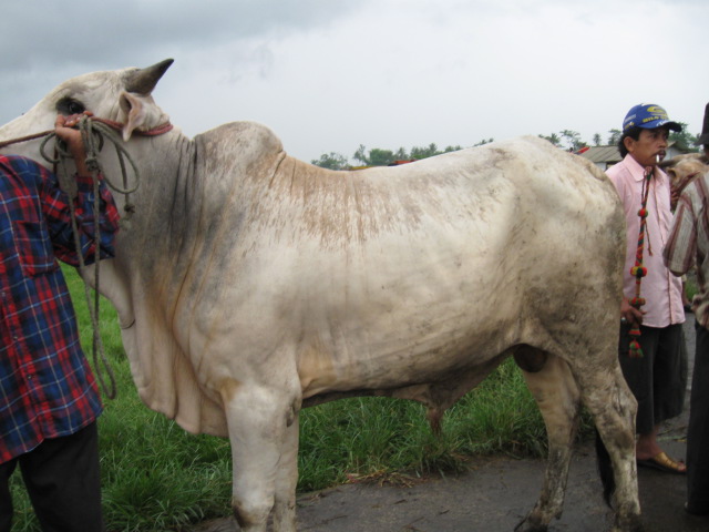 Sapi Peranakan Ongole (PO), Sapi Lokal Yang Mulai Terpinggirkan | Gemar ...