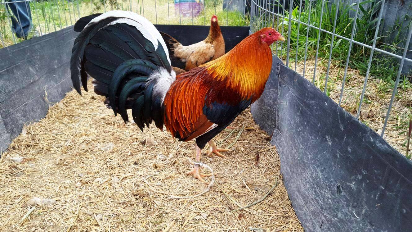 DIFERENTES GALLOS DE PELEA PARA DIFERENTES ARMAS PULGADA DE FILO CUARTO ...
