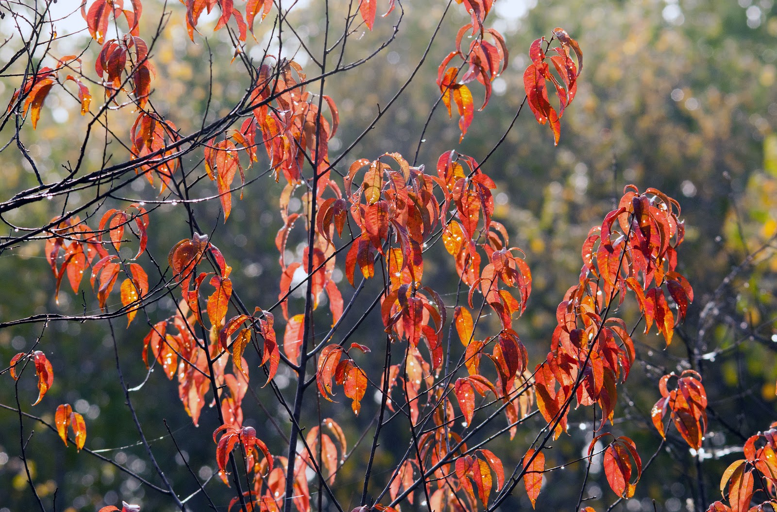 Me, Boomer and The Vermilon River: Fall Scenes, Spider Webs,Blue Jay ...