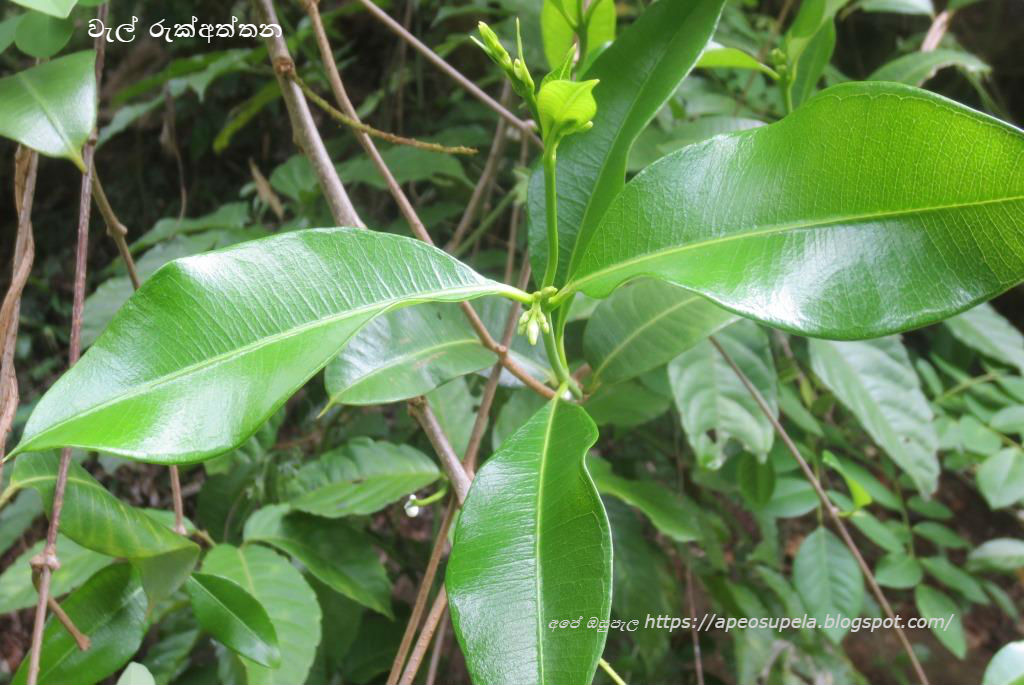 වැල් රුක්අත්තන [Wel Rukattana] (Cryptolepis dubia) ~ අපේ ඔසුපැළ ...