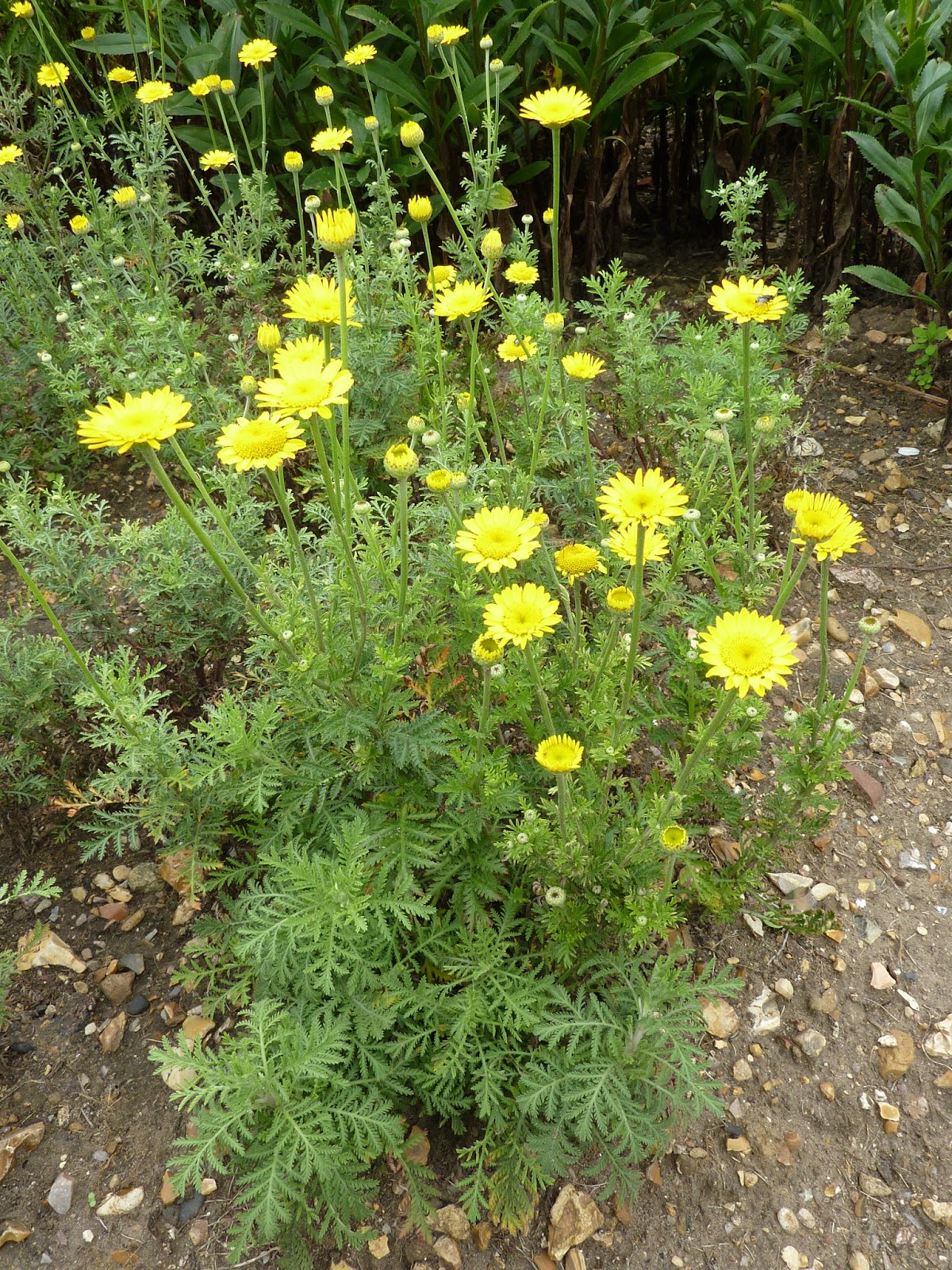Seminte si plante de gradina hobby: Musetel galben-Anthemis tinctoria