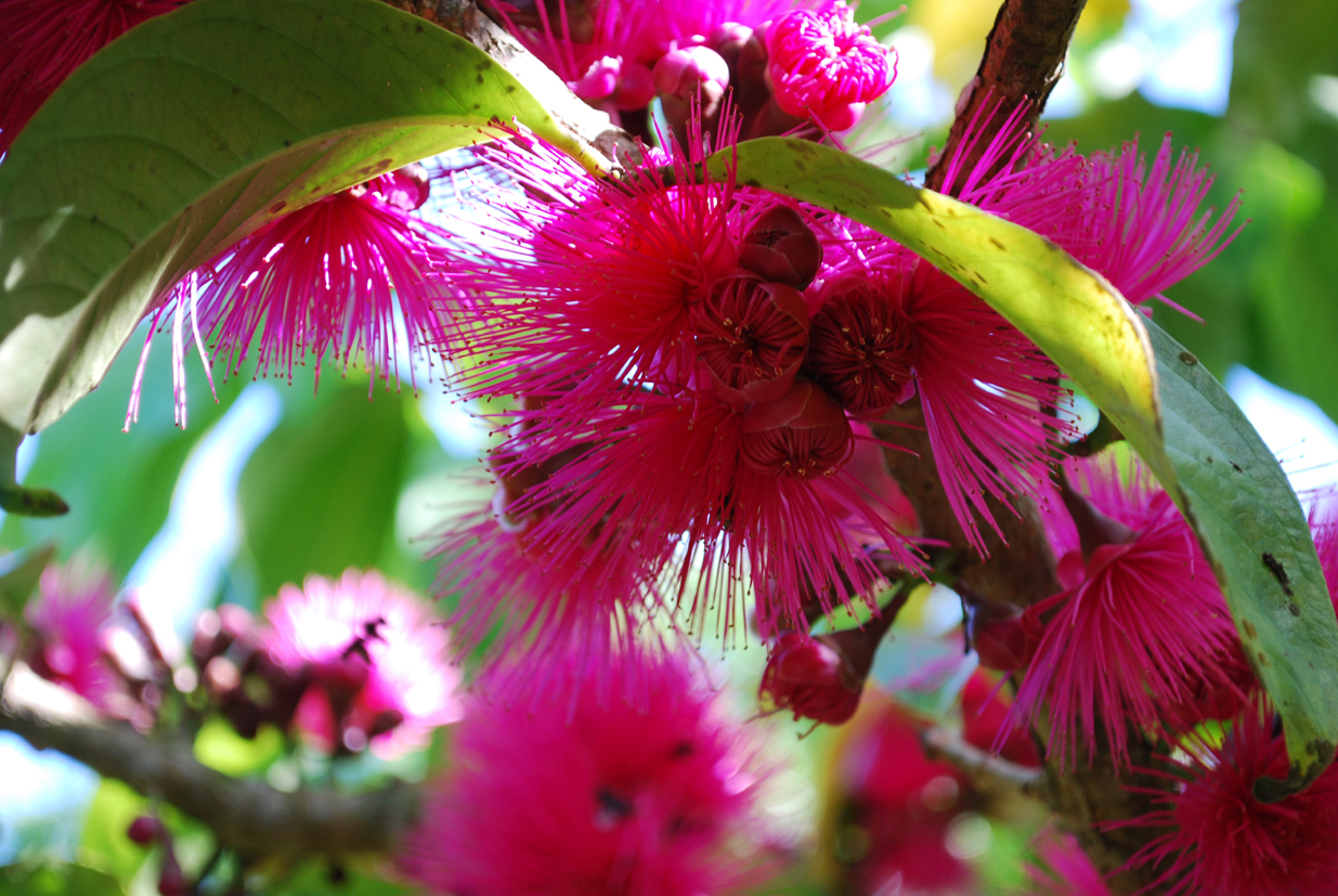 Humboldtina - Venezuela: Wasserapfel - Pomalaca, Pomagás - Syzygium ...