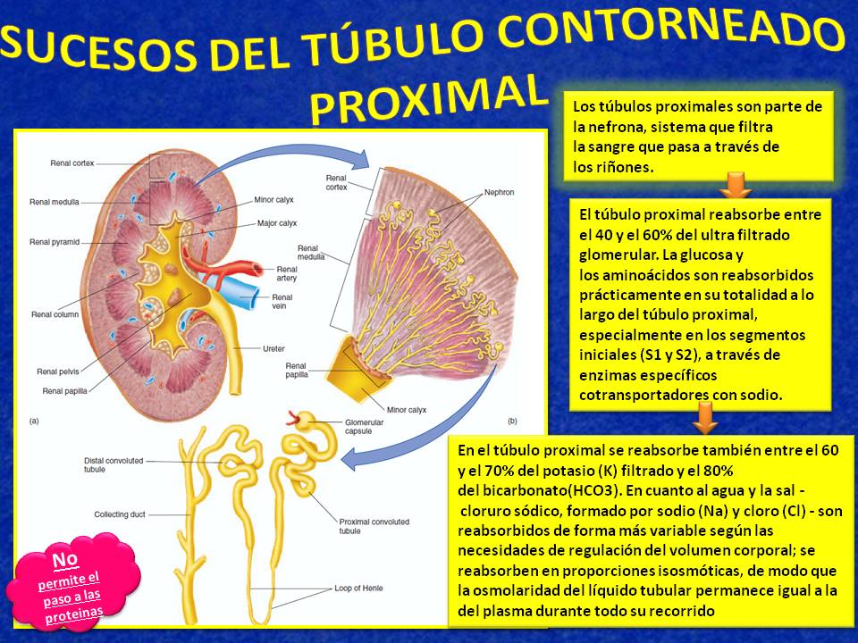tubulo contorneado proximal