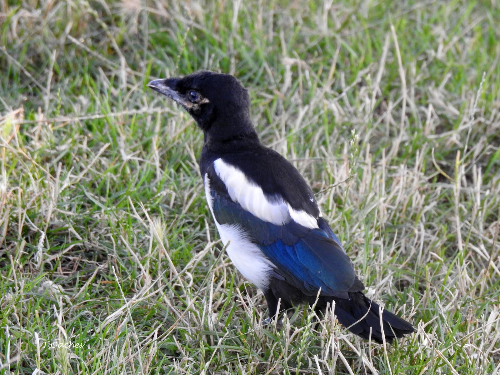 PASARI DIN ROMANIA: COTOFANA, Pica pica