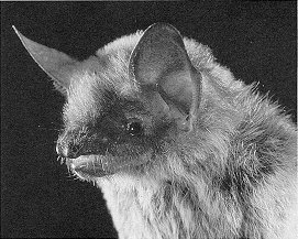 Endangered Animals of the Black Hills: Fringe-Tailed Myotis