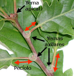 Biotecnologia VII : 3.3.2 Cultivo de meristemos apicales